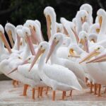 Everglades Manatee, Dolphin and Birding Boat Tour (2 hours) - The Sum Up: Is This Tour Worth Your Time?