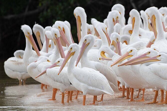 Everglades Manatee, Dolphin and Birding Boat Tour (2 hours) - The Sum Up: Is This Tour Worth Your Time?
