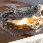 Everglades: Mangrove Maze Airboat Tour and Boardwalk - Final Thoughts: Is This Tour Worth It?