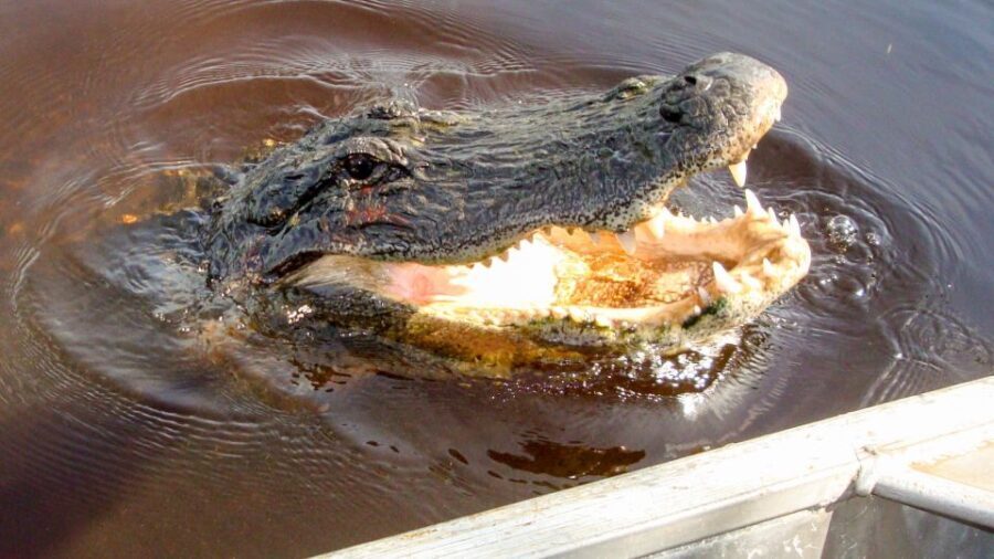 Everglades: Mangrove Maze Airboat Tour and Boardwalk - Final Thoughts: Is This Tour Worth It?