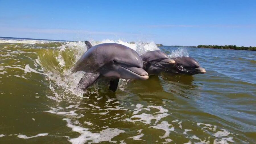 Everglades National Park: Motorboat Eco Tour - Why This Tour Works Well