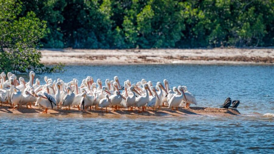 Everglades National Park: Pontoon Boat Tour & Boardwalk - The Boardwalk Experience