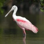 Everglades Private 2.5 Hour Photo and Birding Safari - Who Will Love This Experience?