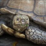 Everglades: Sawgrass Park Reptile Exhibit Private Tour - Who Will Benefit Most?