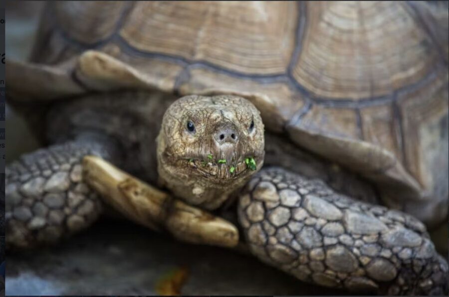 Everglades: Sawgrass Park Reptile Exhibit Private Tour - Who Will Benefit Most?