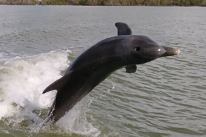 Everglades Small Group Guided Boating and Walking Expedition - What Makes This Tour Special