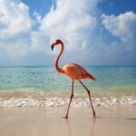 Exclusive Holbox: Yalahau, Punta Mosquito and Isla Pasion - Who Will Love This Tour?