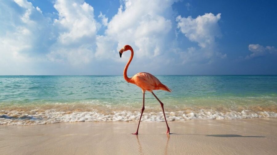 Exclusive Holbox: Yalahau, Punta Mosquito and Isla Pasion - Who Will Love This Tour?