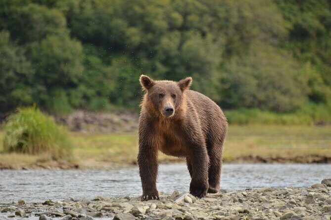 Exclusive Locations Private Bear Viewing - Who Will Love This Tour?