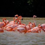 Excursion to Celestun Biosphere and Beach Day from Merida - Practical Details: What Travelers Need to Know