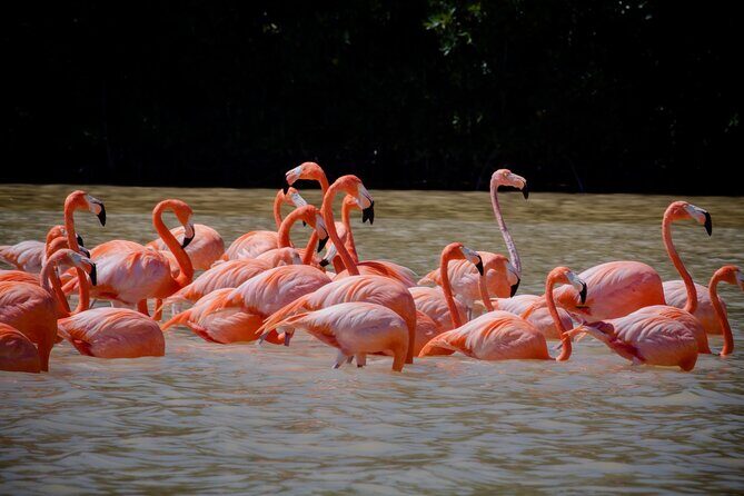 Excursion to Celestun Biosphere and Beach Day from Merida - Practical Details: What Travelers Need to Know