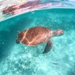 Exotik half a day tour: Cenote Cave and Swimming with Sea Turtles - Handling the Practicalities