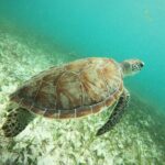 Experience Guided Snorkeling in Costa Maya - The Value of This Snorkel Tour
