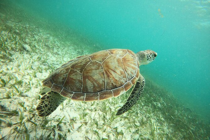 Experience Guided Snorkeling in Costa Maya - The Value of This Snorkel Tour