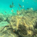 Experience Peanut Island Adventures with Go Pro - FAQ