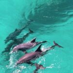 Experience Sunset and Dolphin Adventure in Panama - How to Make the Most of the Tour