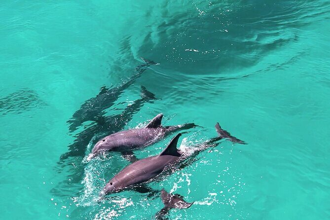 Experience Sunset and Dolphin Adventure in Panama - How to Make the Most of the Tour