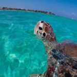 Experience swimming with turtles and explore the ruins of Tulum. Lunch included. - Lunch and Free Time: Rest and Recharge