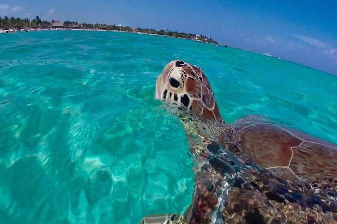 Experience swimming with turtles and explore the ruins of Tulum. Lunch included. - Lunch and Free Time: Rest and Recharge