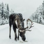 Explore Banffs Wonders: Lake Louise, Moraine Lake, and Beyond - The Practicalities