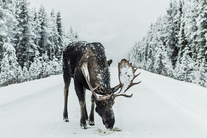 Explore Banffs Wonders: Lake Louise, Moraine Lake, and Beyond - The Practicalities
