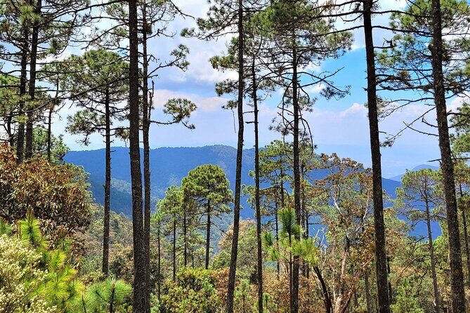 Explore Sierra Norte, Half-Day Hiking Adventure - The Pros and Cons from Real Experiences