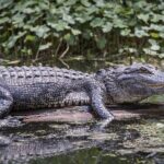 Extreme Everglades: Crocodiles and Adventure from Miami - What Travelers Are Saying