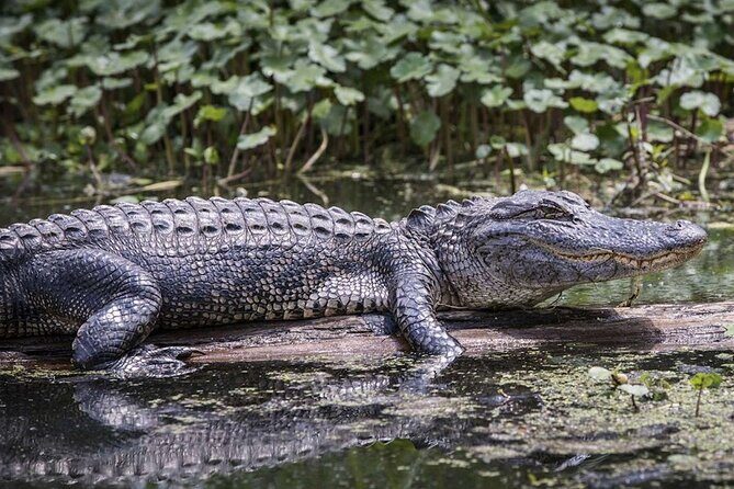 Extreme Everglades: Crocodiles and Adventure from Miami - What Travelers Are Saying