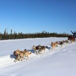 Fairbanks: 1-Hour Alaskan Winter Dog Sledding Adventure - Why This Experience Works