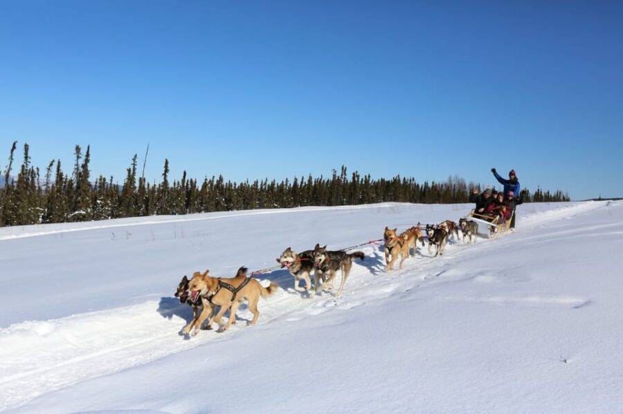 Fairbanks: 1-Hour Alaskan Winter Dog Sledding Adventure - Why This Experience Works