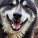 Fairbanks: Alaskan Summer Sled Dog Adventure - The Experience in Detail: Why It Matters