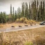 Fairbanks: Dog Mushing through Fall Landscapes on a UTV - What You Can Expect