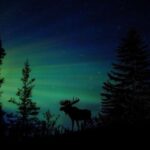 Fairbanks: Northern Lights and Chena Hot Springs Tour - What Makes This Tour Stand Out?