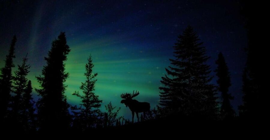 Fairbanks: Northern Lights and Chena Hot Springs Tour - What Makes This Tour Stand Out?