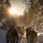 Fairbanks: Private Mush on the Historic Yukon Quest Trail - What to Expect: A Step-by-Step Breakdown
