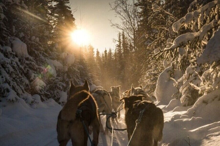 Fairbanks: Private Mush on the Historic Yukon Quest Trail - What to Expect: A Step-by-Step Breakdown