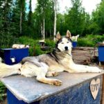 Fairbanks: Siberian Husky Kennel Tour - Who Will Love This Tour?