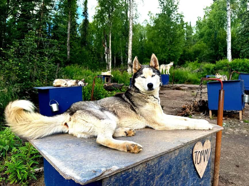 Fairbanks: Siberian Husky Kennel Tour - Who Will Love This Tour?