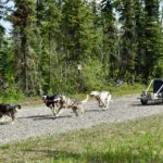 Fairbanks Sled Dog Adventure with Campfire & S'mores - Authentic Experiences and What Travelers Say