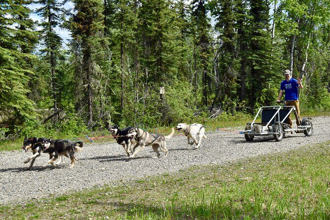 Fairbanks Sled Dog Adventure with Campfire & S'mores - Authentic Experiences and What Travelers Say