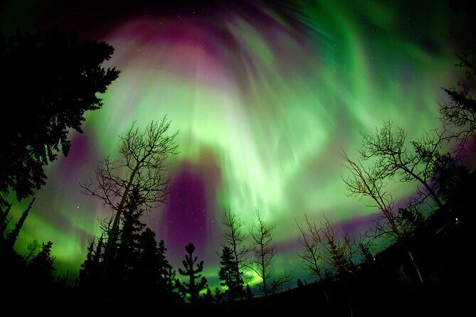 Fall Color Tour in Yukon from Whitehorse - Practical Insights on Value and Experience
