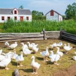 Family visit to the Acadian Historic Village - Practical Details and Visitor Experience