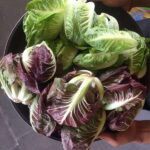 Farmer's Market + Street Food Walking Tour - Chef Curated - Why You Should Consider This Tour