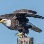 Fast and More 60 minute Airboat Tour on the Homosassa River - What to Expect on the Tour