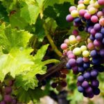 Fine Wining, Saturday - Why This Tour Is a Great Deal