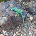 Flagstaff: Grand Canyon, Wupatki & Volcano Christian Tour - The Practicalities: What to Expect