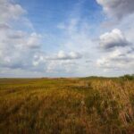Flamingo Everglades Boat Tours - Wildlife Encounters and Viewing Tips