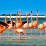 flamingo tour in Rio Lagartos, Yucatan 3 hours - What to Expect: An In-Depth Look