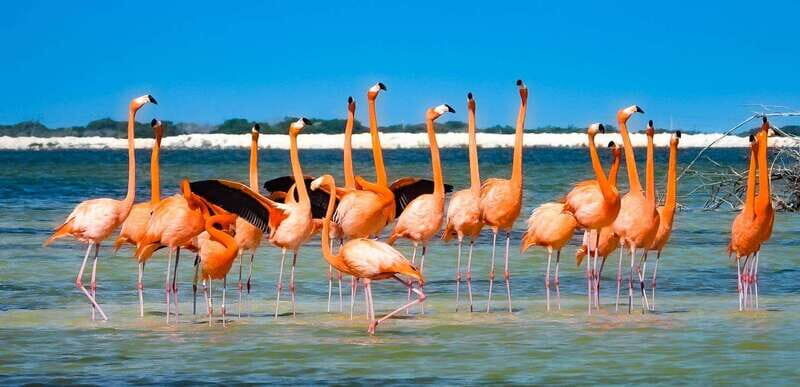 flamingo tour in Rio Lagartos, Yucatan 3 hours - What to Expect: An In-Depth Look