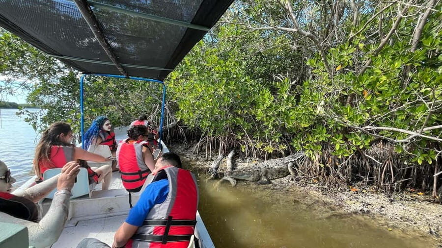 Flamingo tour Rio Lagartos, Yucatan 2 hours - A Walkthrough of the Itinerary